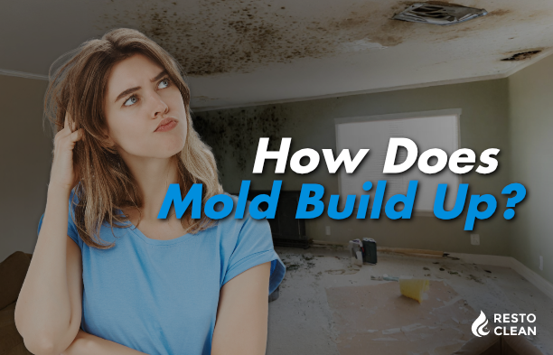 How Does Mold Build Up? | Resto Clean